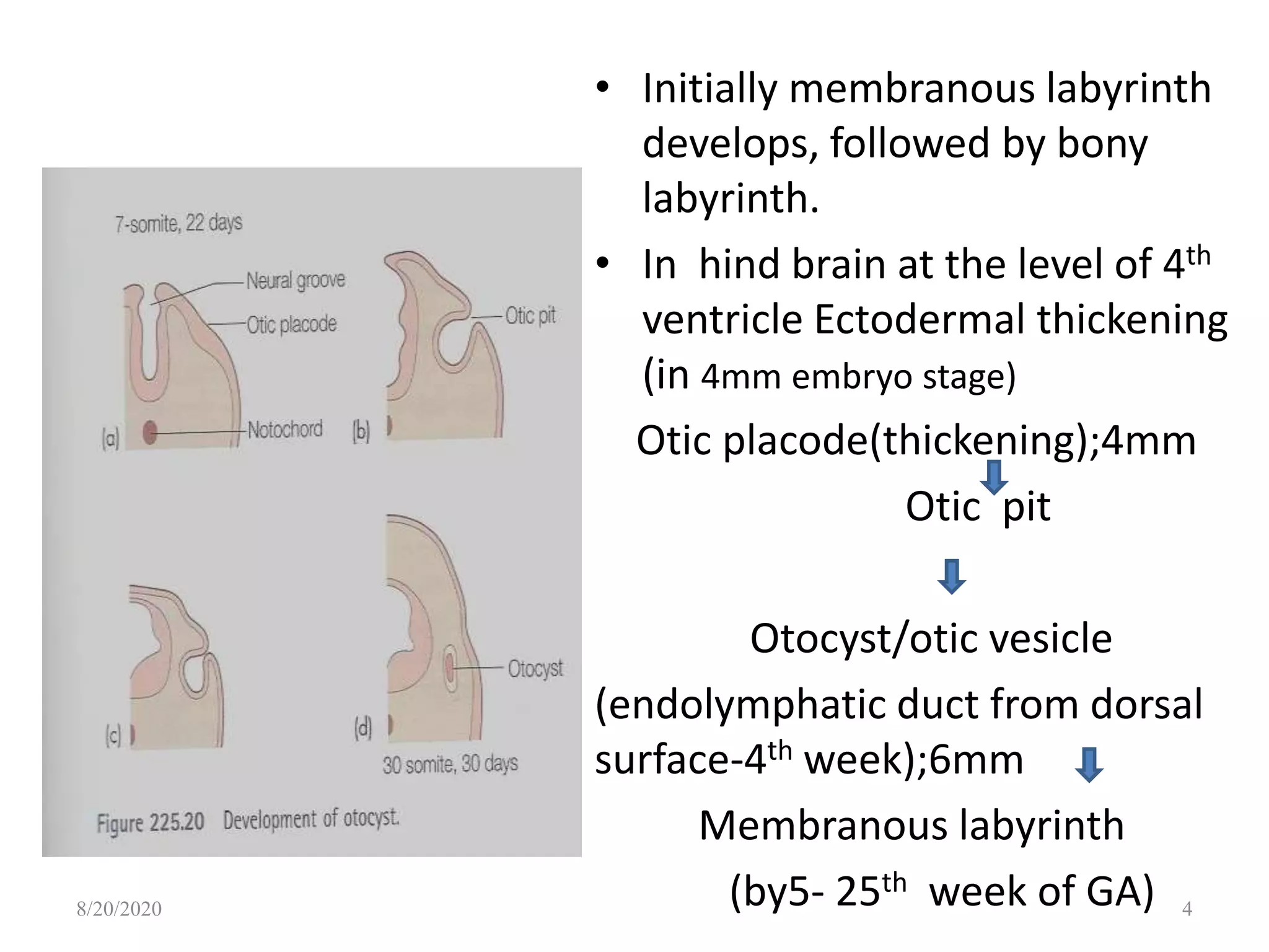 Functional aspects of cochlea | PPT