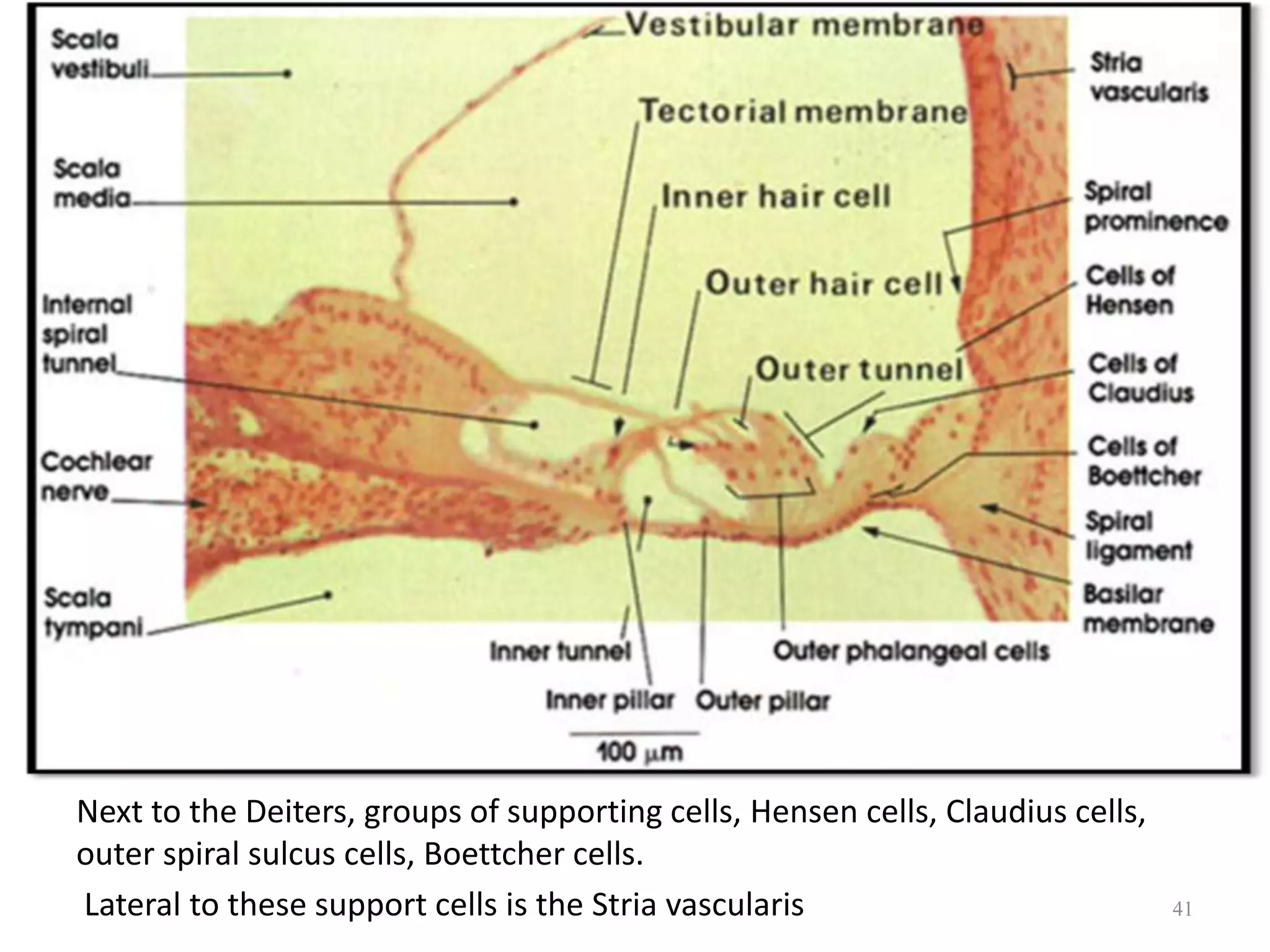 Functional aspects of cochlea | PPT