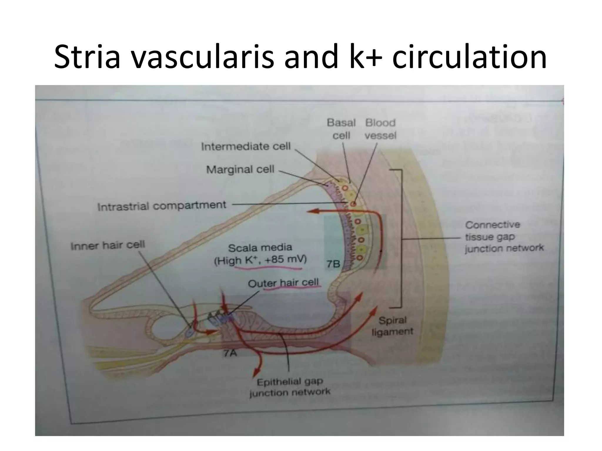 Functional aspects of cochlea | PPT