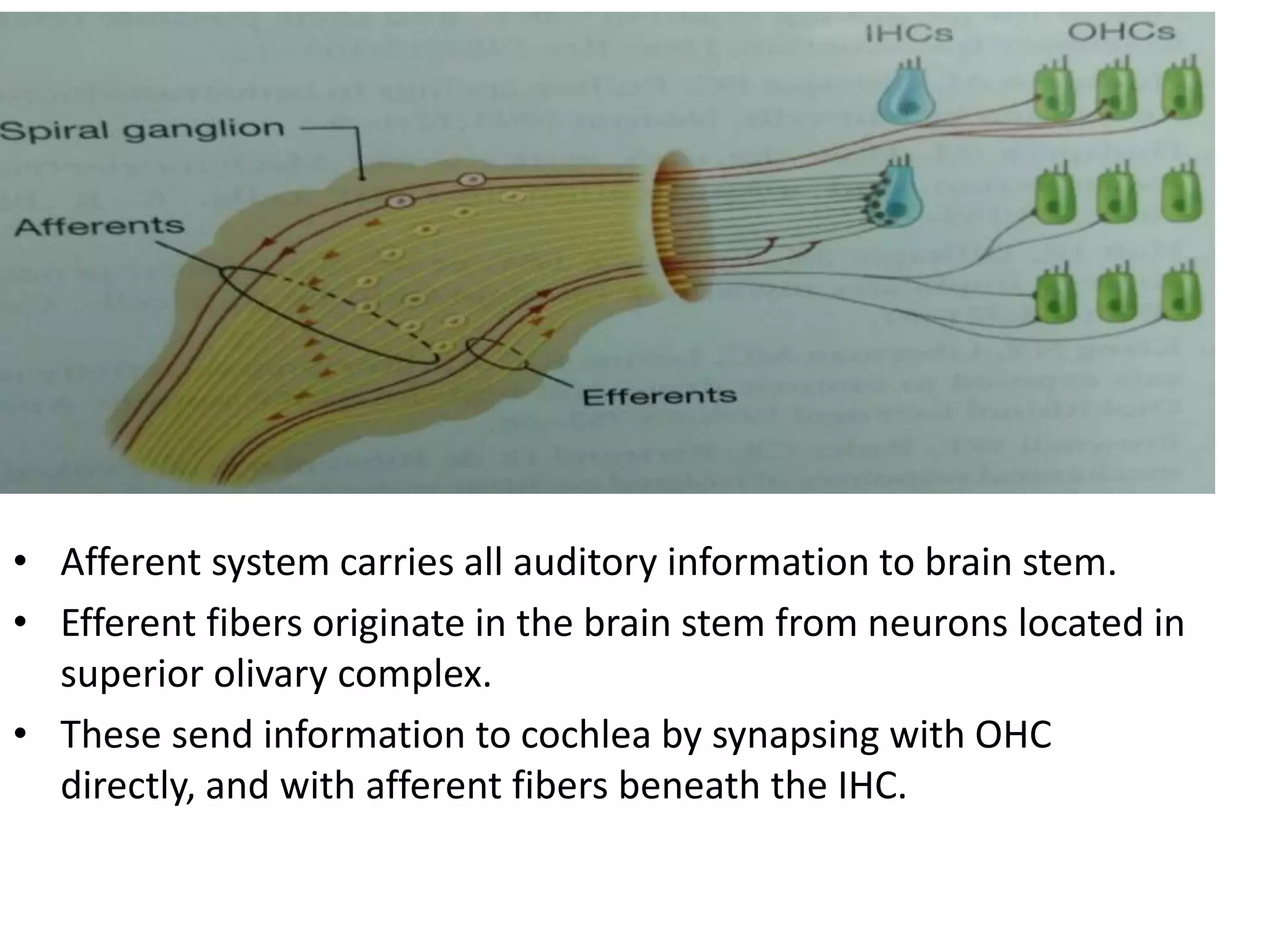 Functional aspects of cochlea | PPT