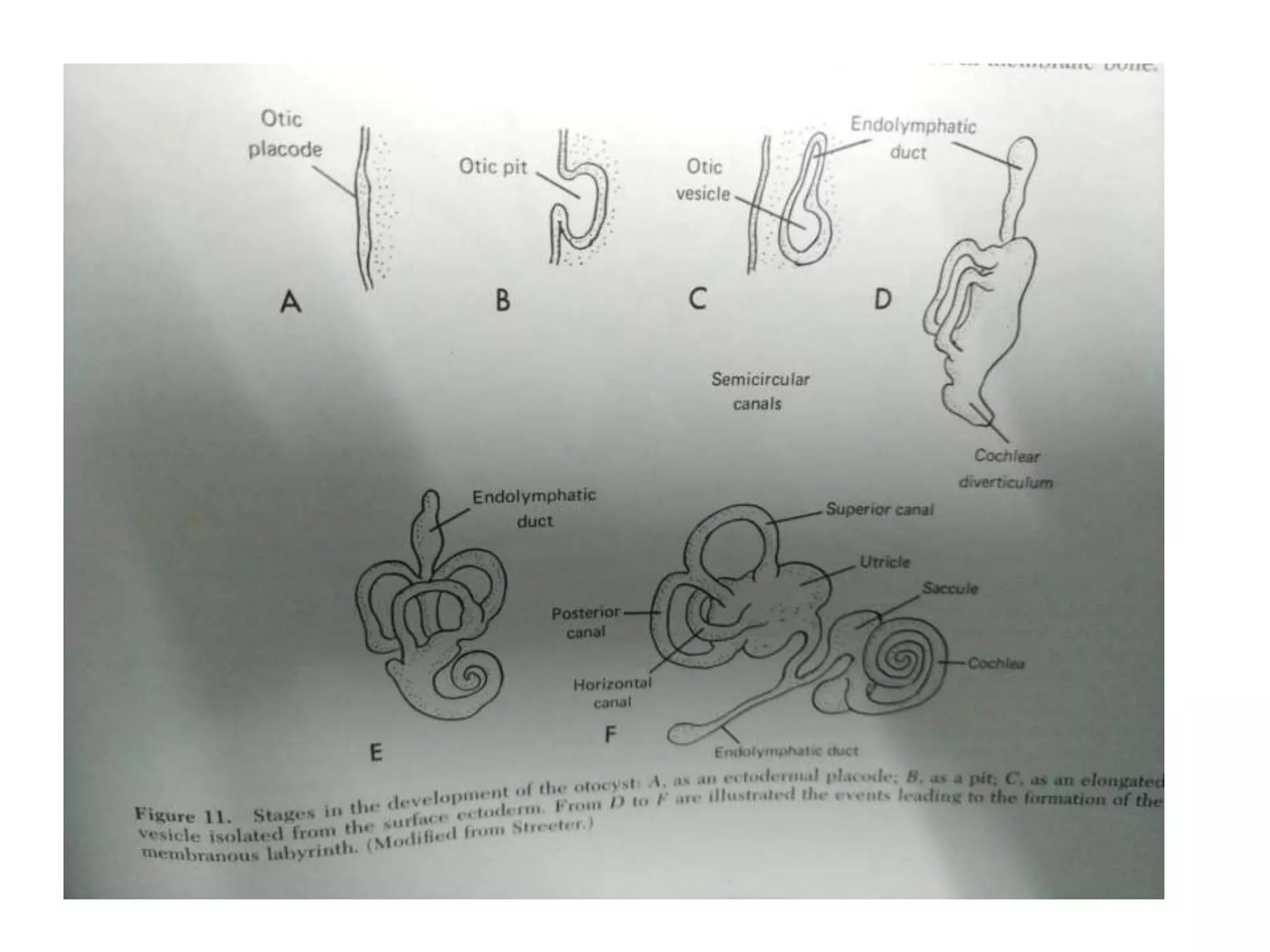 Functional aspects of cochlea | PPT