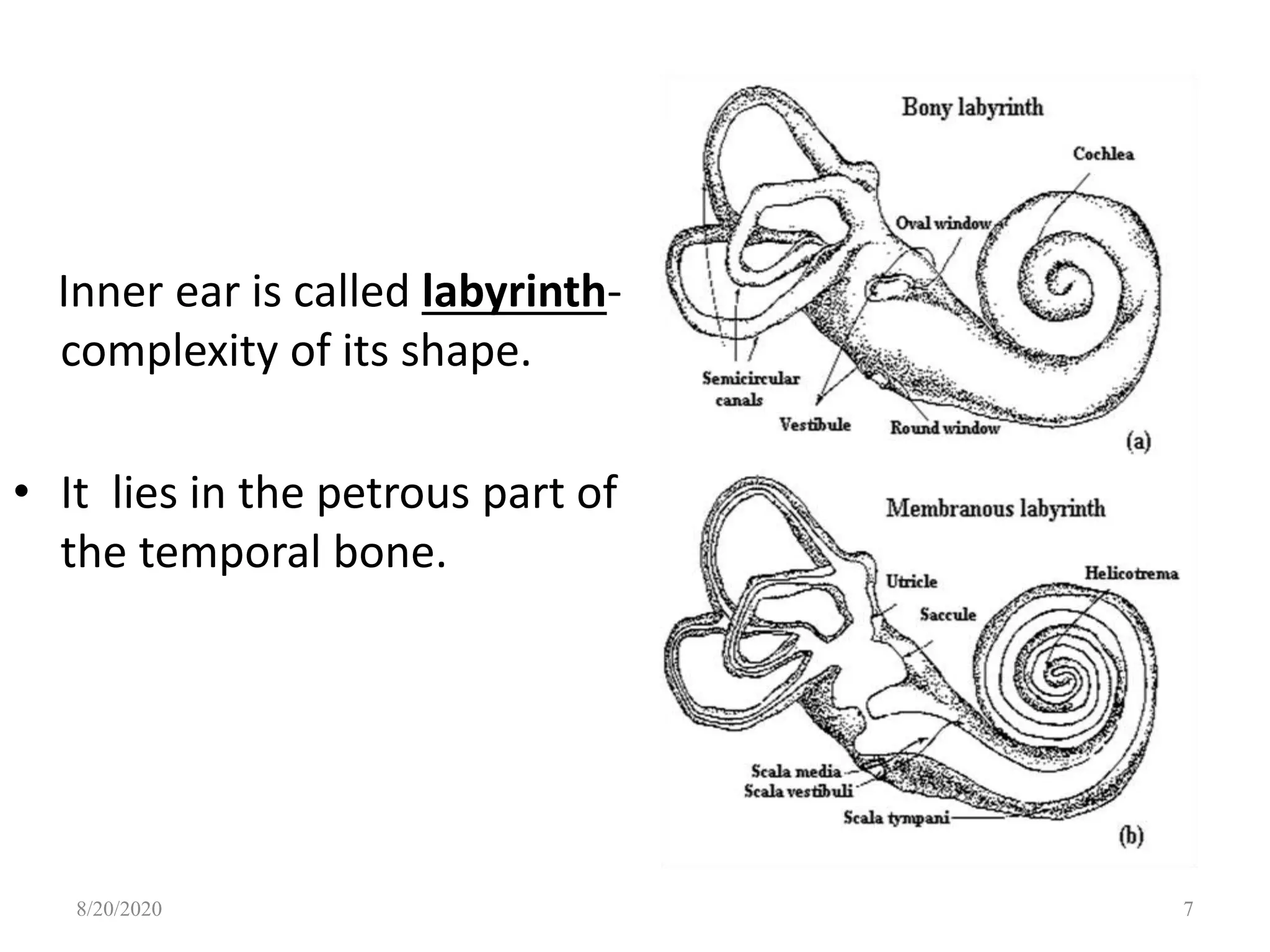 Functional aspects of cochlea | PPT