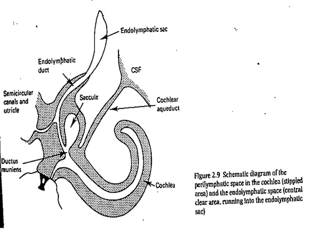 Functional aspects of cochlea | PPT
