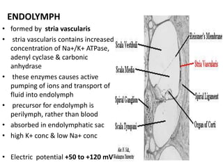 Functional aspects of cochlea | PPT