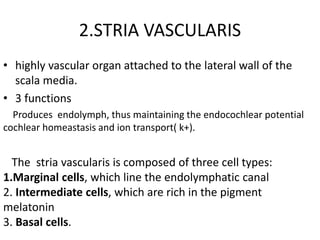 Functional aspects of cochlea | PPT