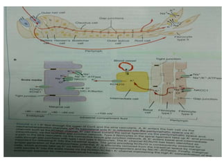 Functional aspects of cochlea | PPT
