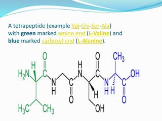 PEPTIDES COLLAGEN AND SQUALENE | PPTX | Chemistry | Science