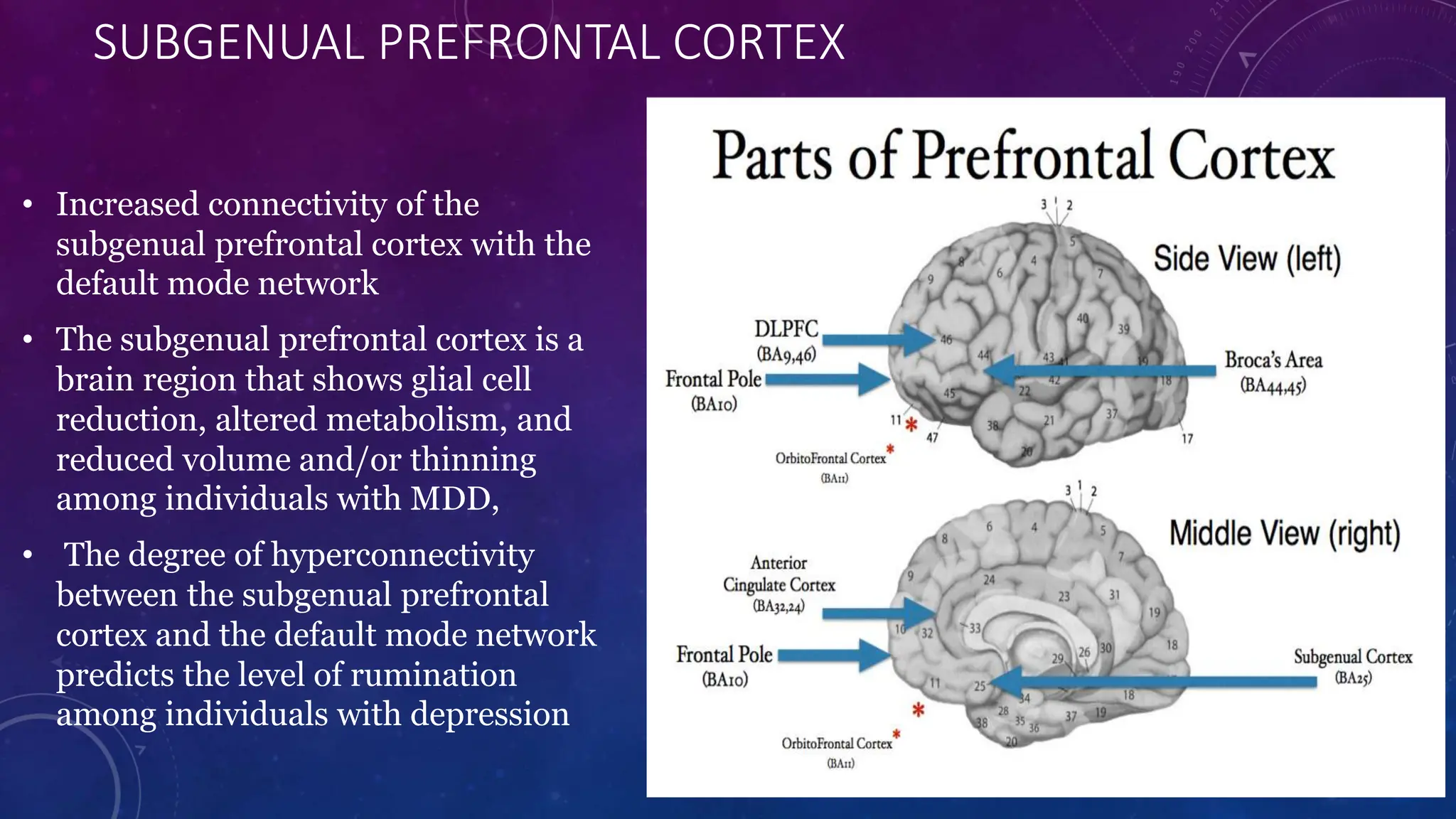 FUNCTIONAL BRAIN default mode, central executive network.pptx