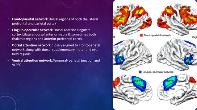 FUNCTIONAL BRAIN default mode, central executive network.pptx | Brain ...