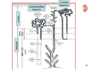 Functional characteristics of nephron. rmc | PPT
