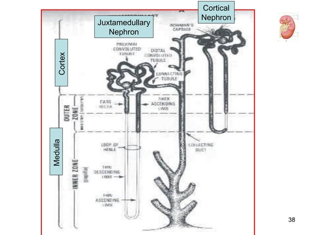 Functional characteristics of nephron. rmc | PPT | Endocrine and ...