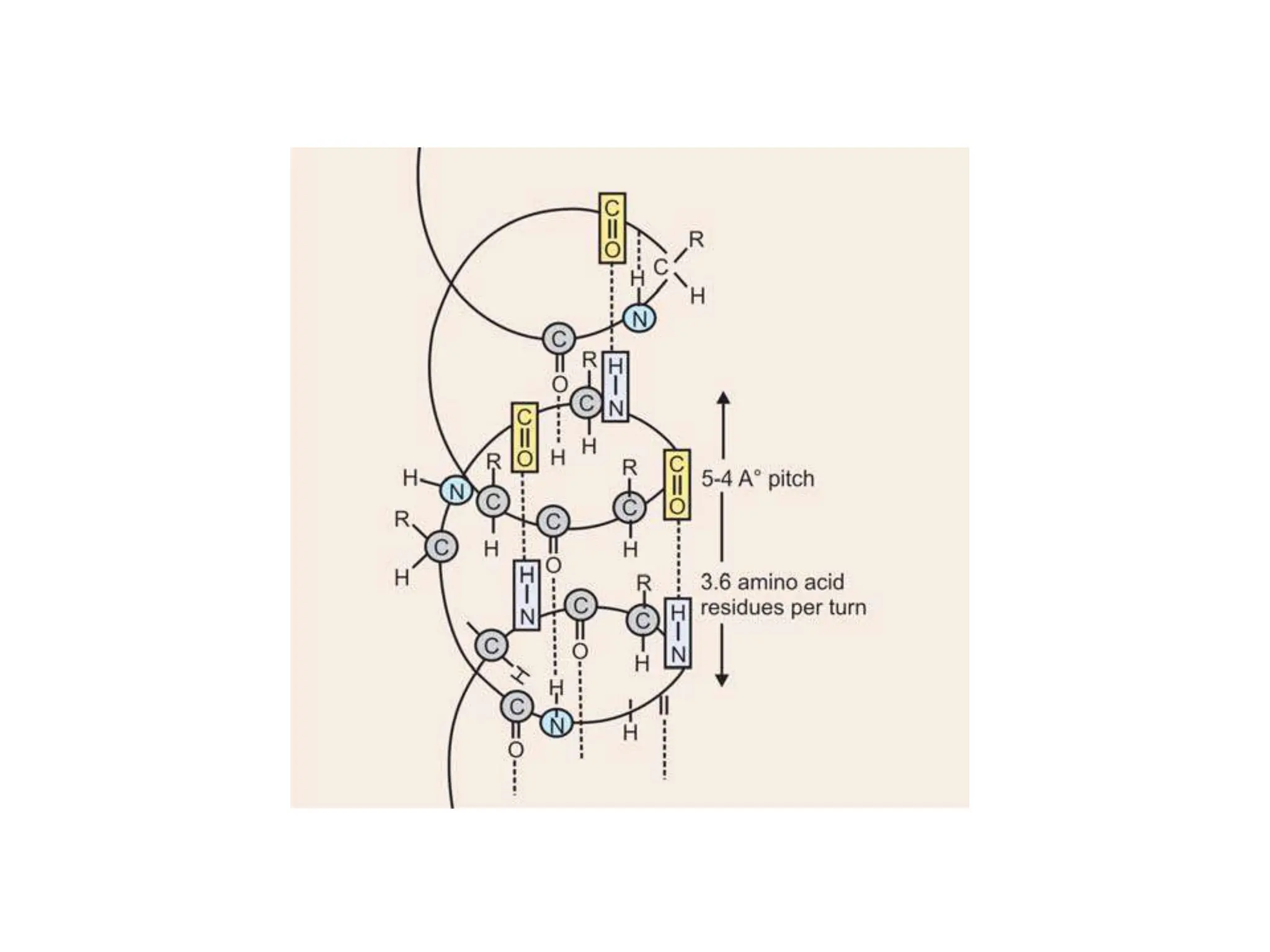 Functional classification of proteins- -pry, sec, tert, and quartenary- structure of protein by ...