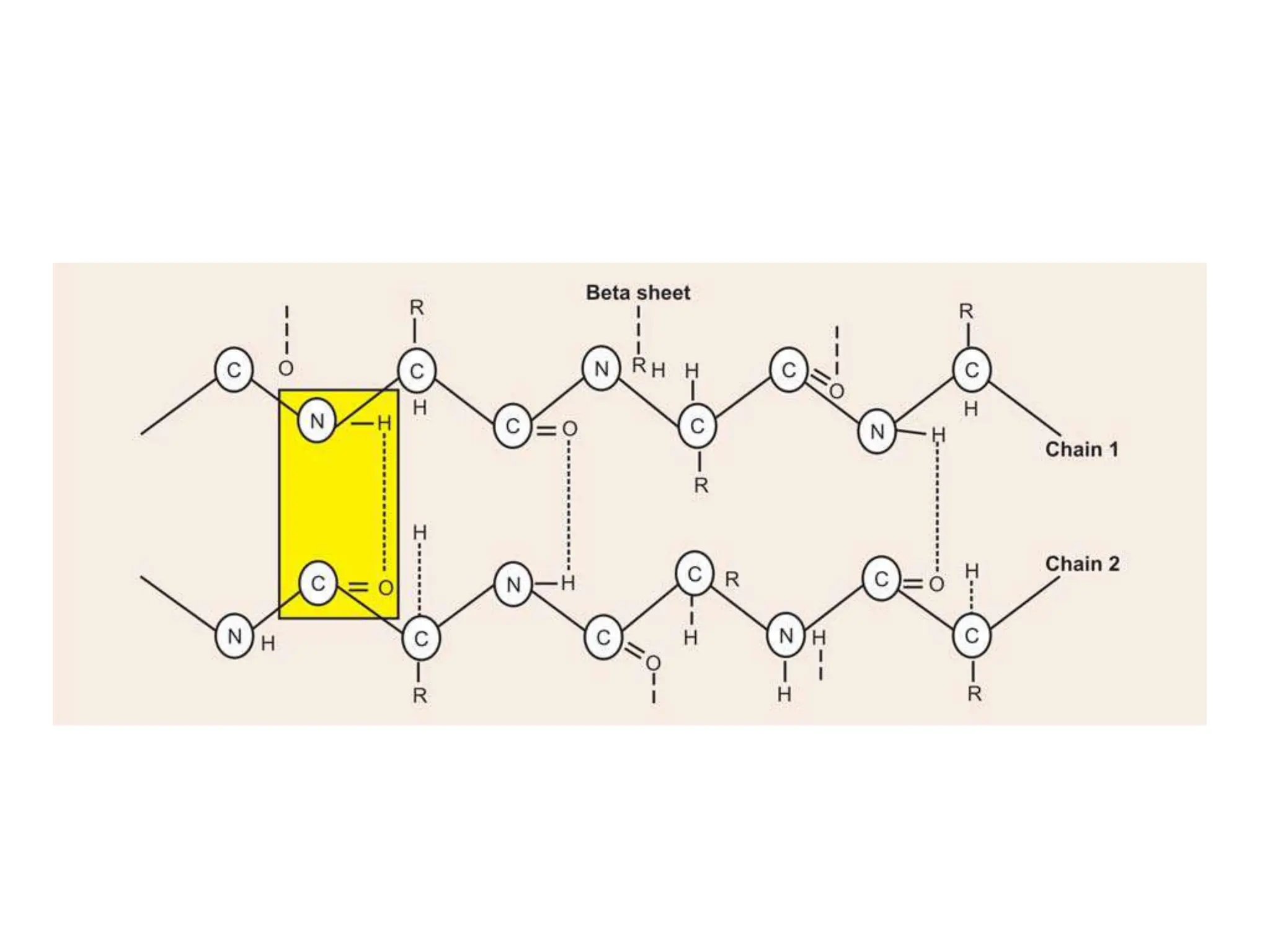 Functional classification of proteins- -pry, sec, tert, and quartenary- structure of protein by ...