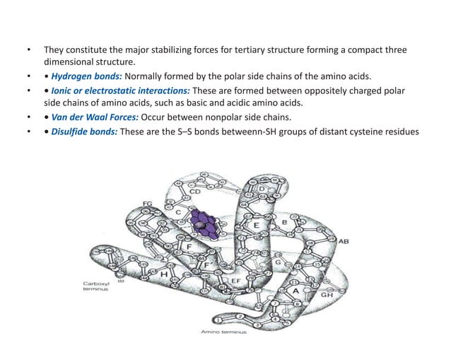 Functional classification of proteins- -pry, sec, tert, and quartenary- structure of protein by ...