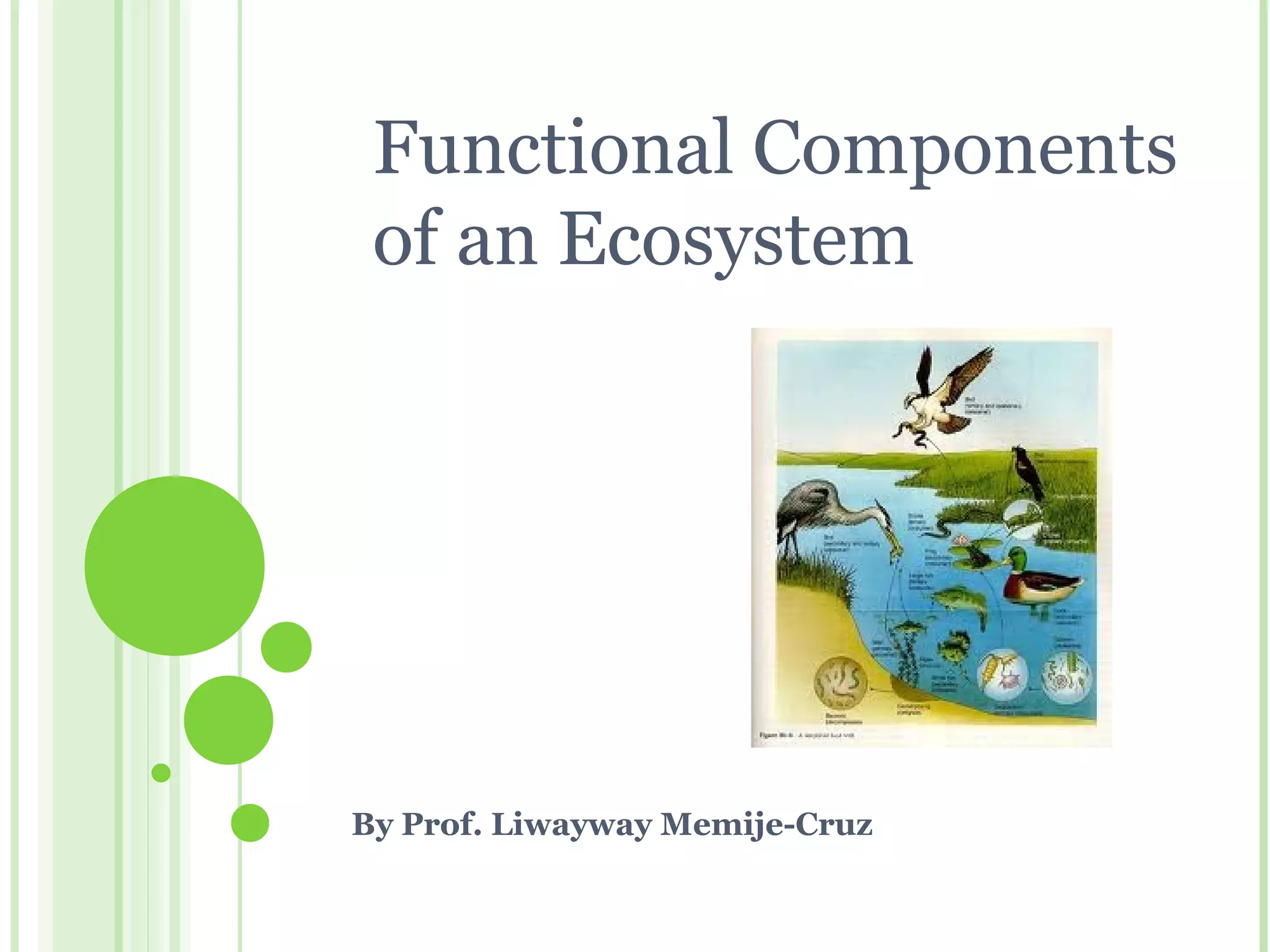 Functional Components of an Ecosystem | PPT