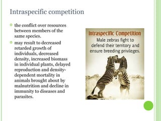 Functional Components of an Ecosystem | PPT