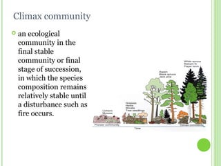 Functional Components of an Ecosystem | PPT
