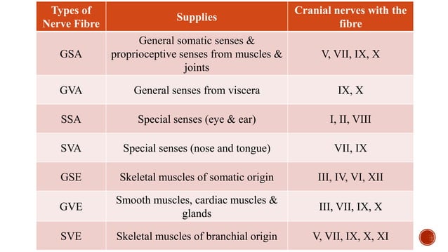 Functional components of cranial nerves.pptx | Ear, Nose and Throat ...
