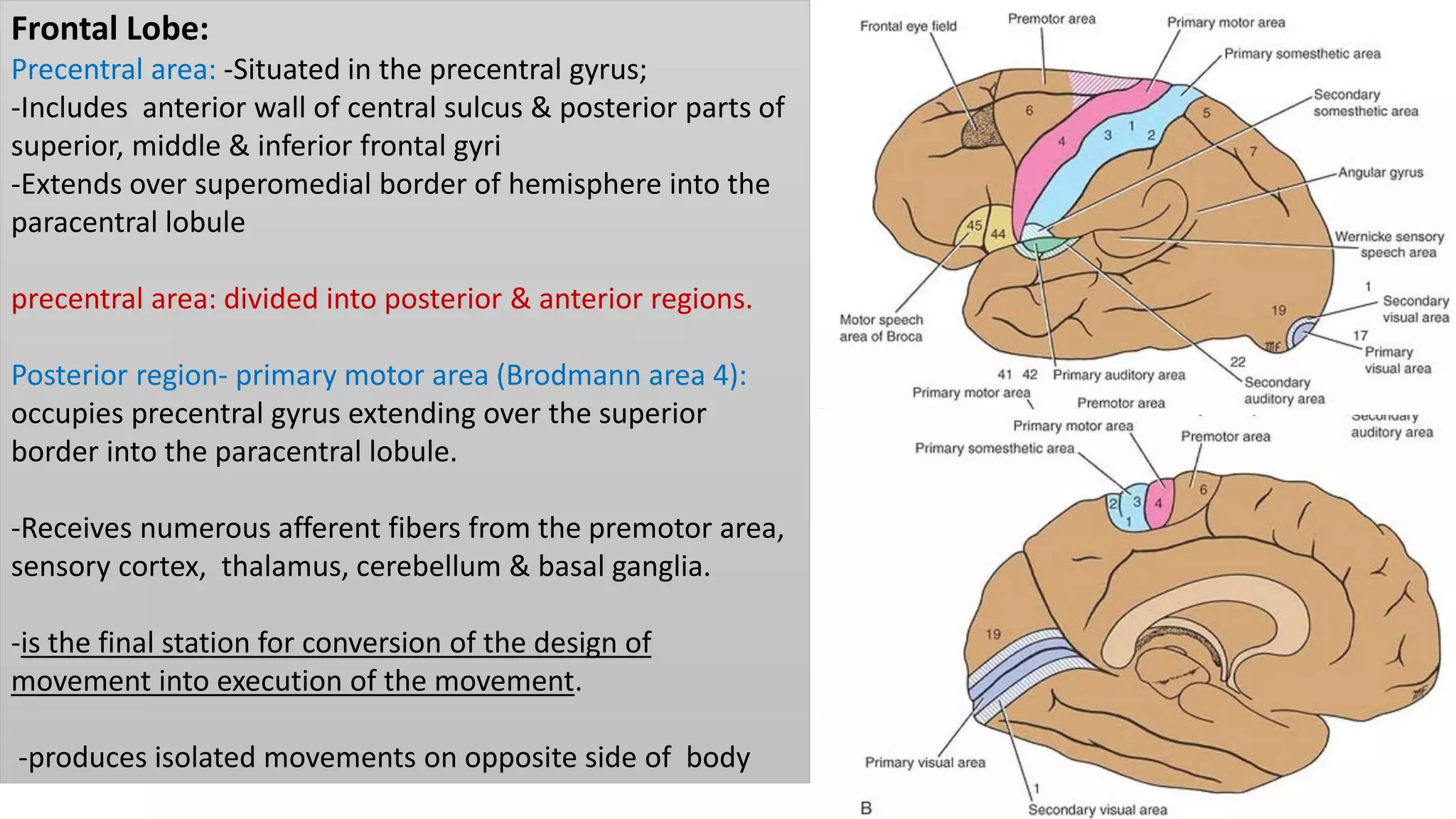 Functional cortical area & white matter of cerebrum | PPTX