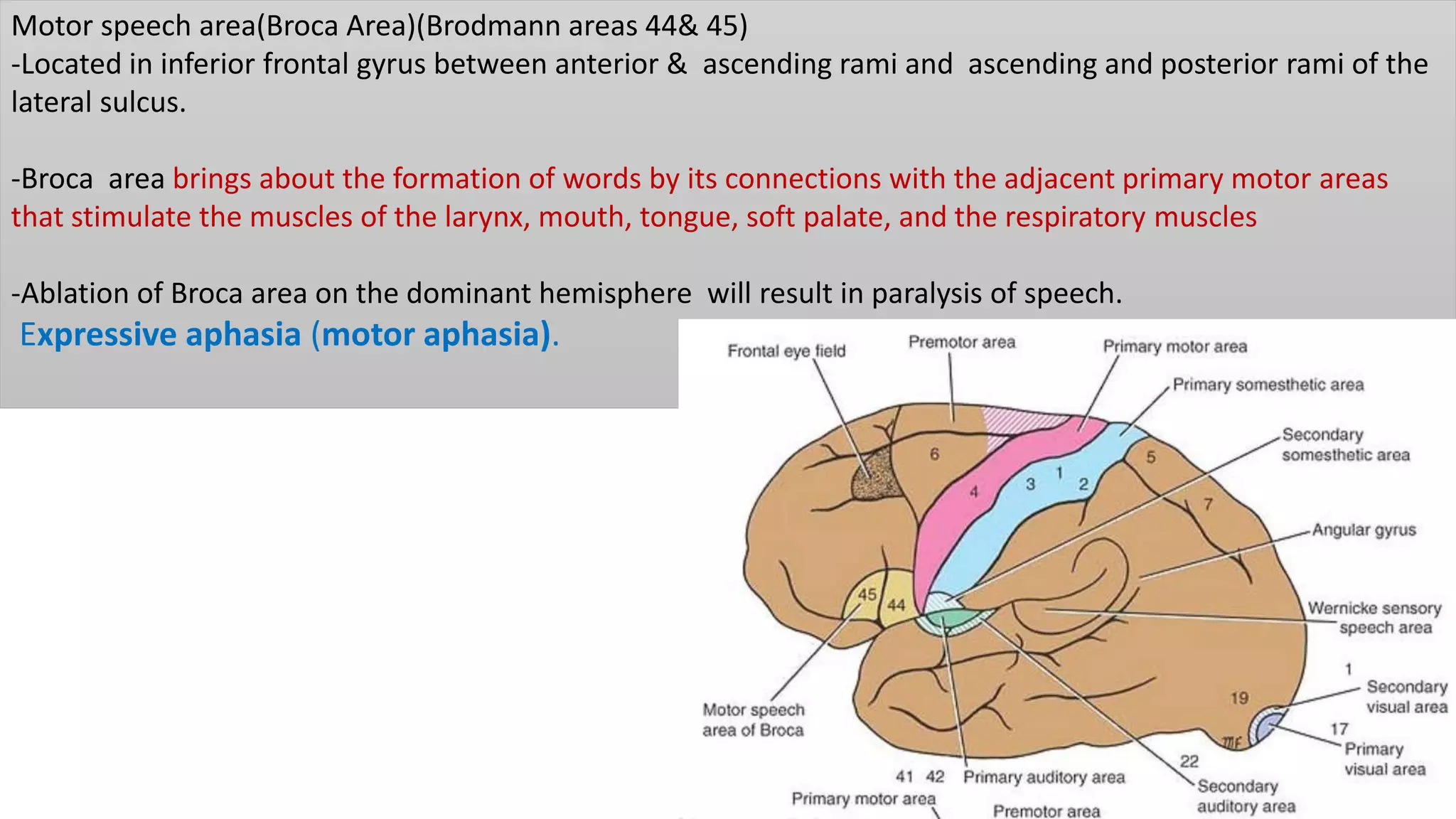 Functional cortical area & white matter of cerebrum | PPTX