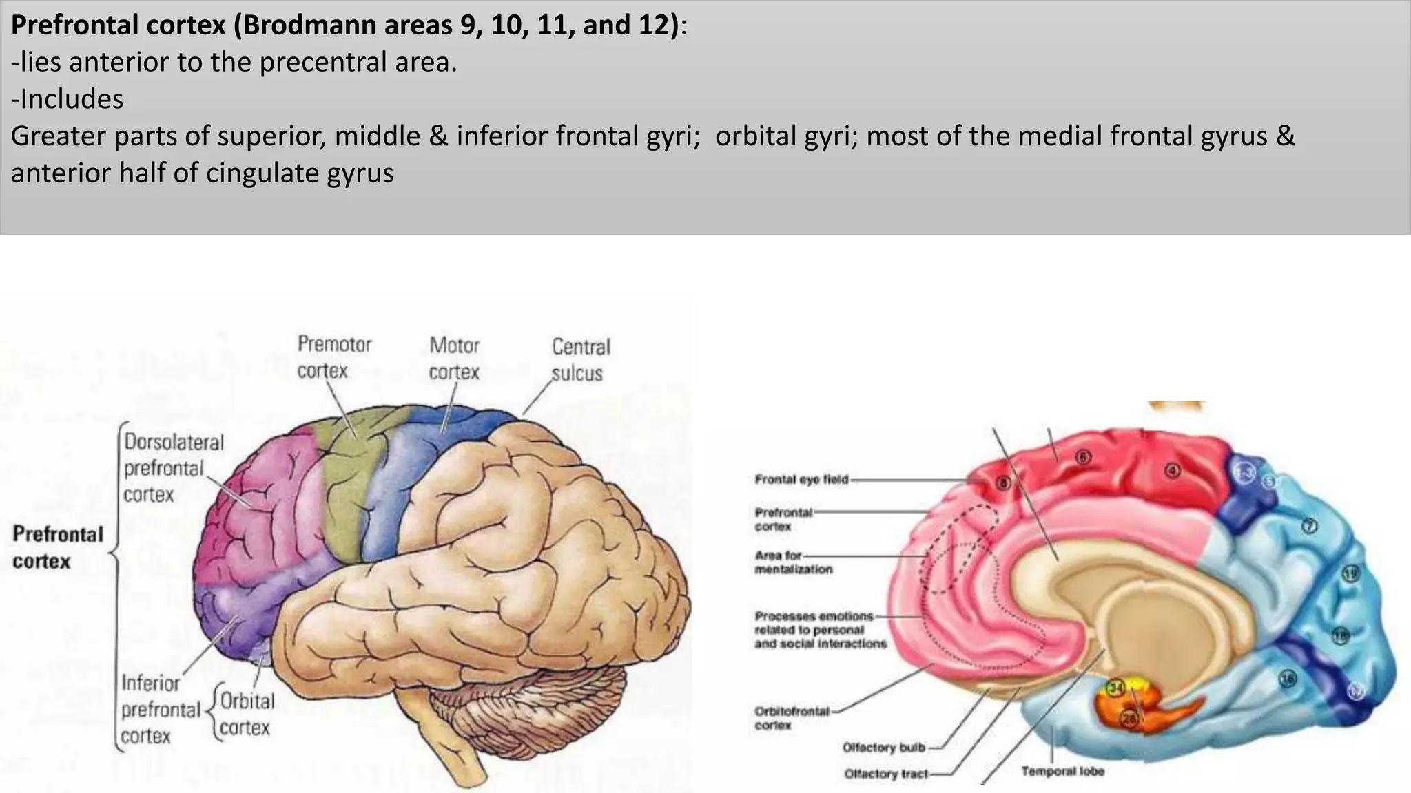 Functional cortical area & white matter of cerebrum | PPTX