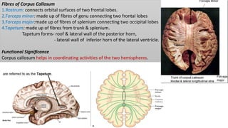 Functional cortical area & white matter of cerebrum | PPTX