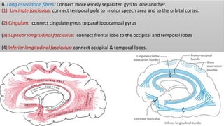 Functional cortical area & white matter of cerebrum | PPTX