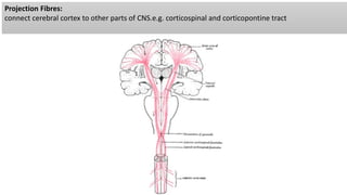 Functional cortical area & white matter of cerebrum | PPTX