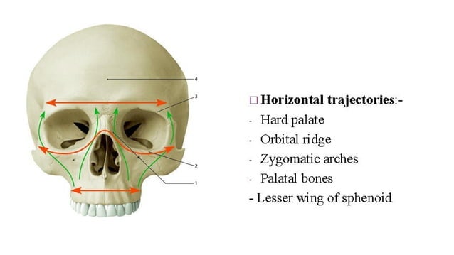 functional development in orthodontics.pptx