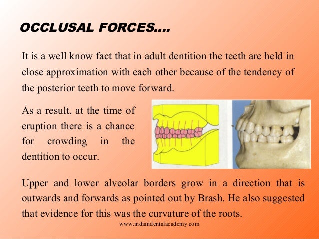 Functional development of dental arches and occlusion