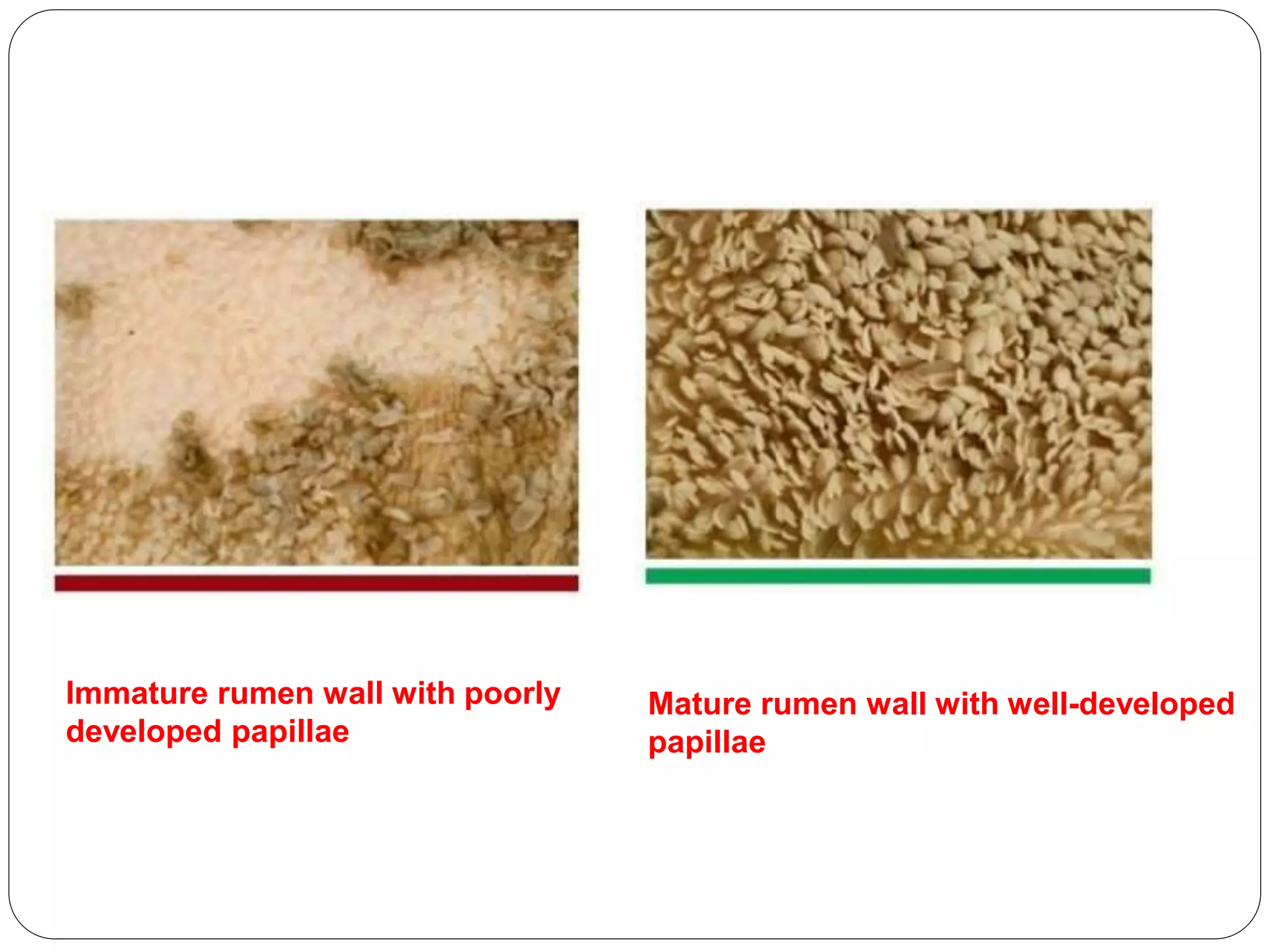 Functional development of rumen | PPTX