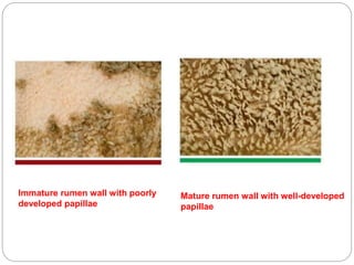 Functional development of rumen | PPTX