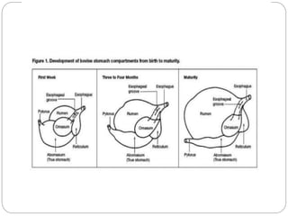 Functional development of rumen | PPTX