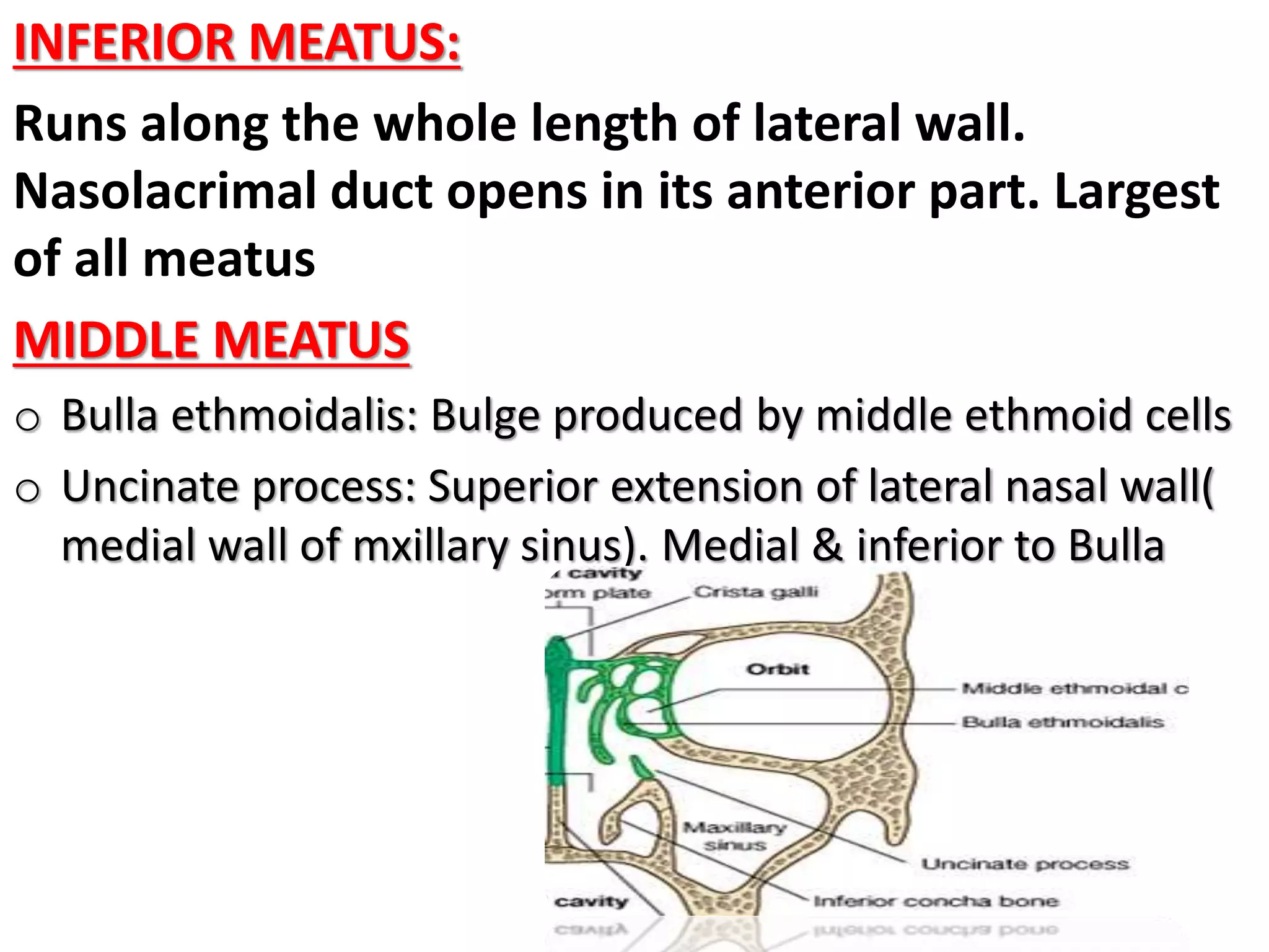 Functional endoscopic sinus surgery | PPTX