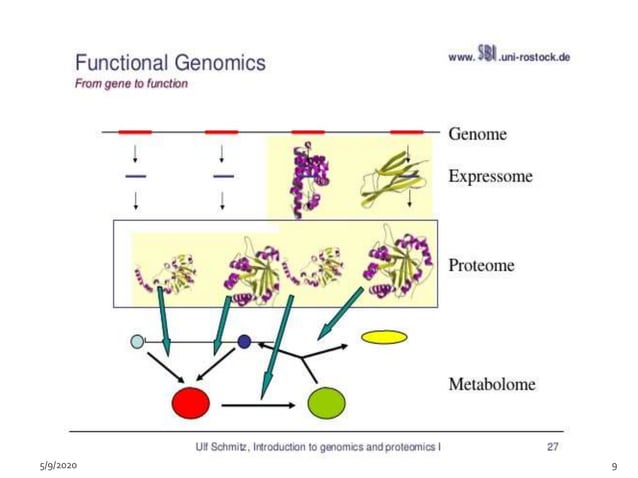 Functional genomics, and tools | PPT