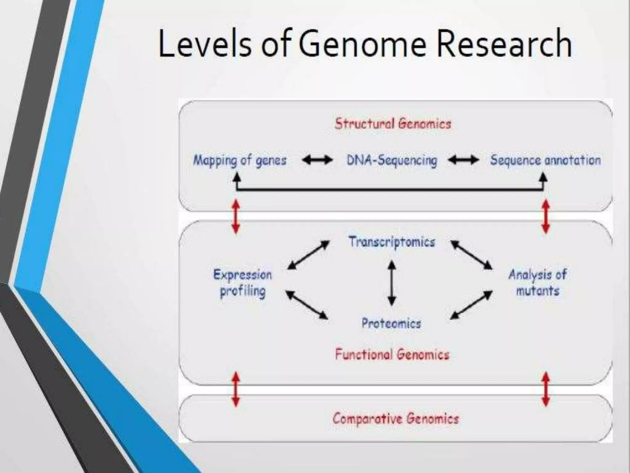 Functional genomics | PPTX