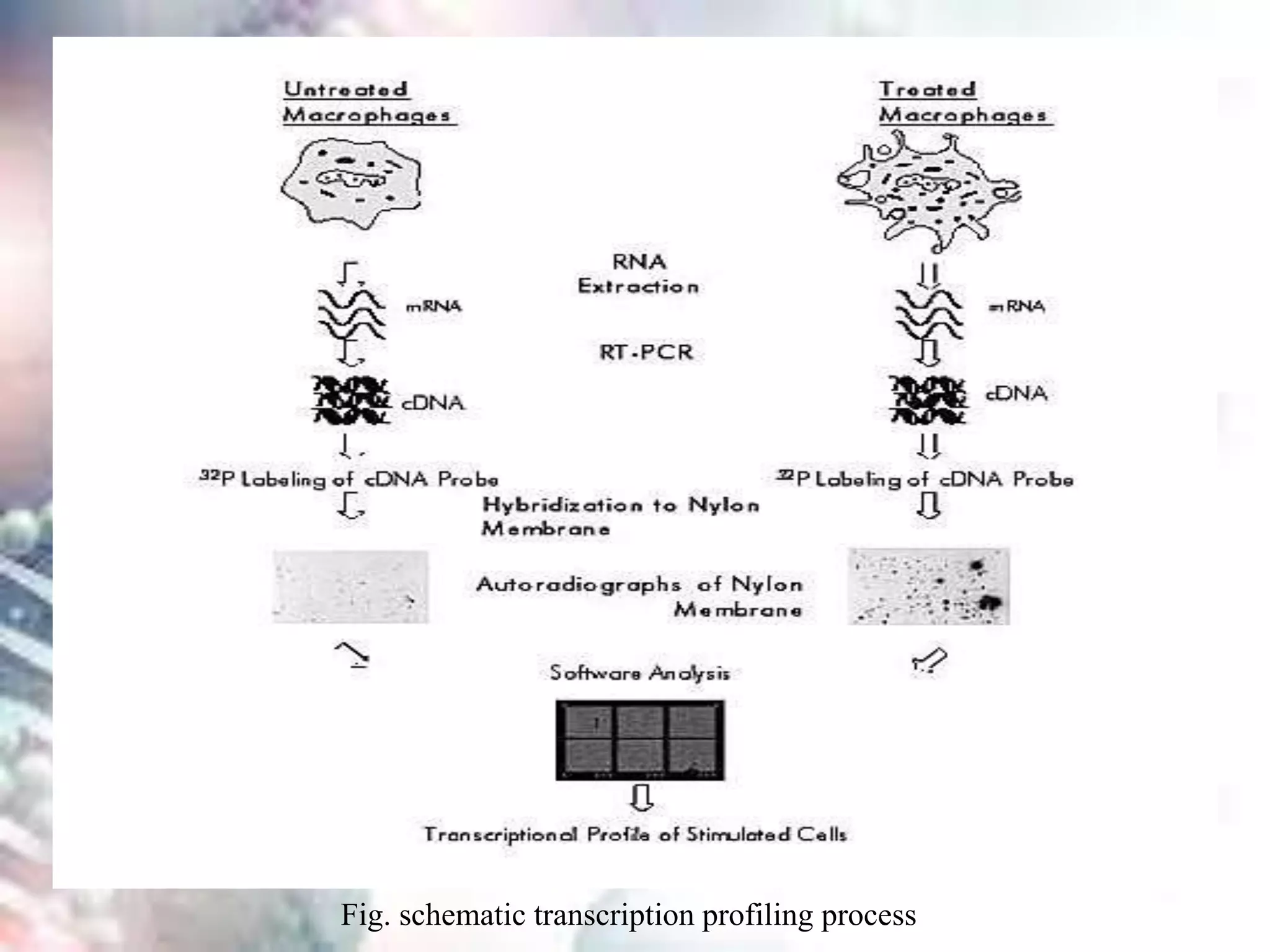 Functional genomics | PPTX