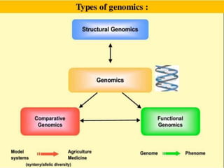 Functional genomics | PPTX