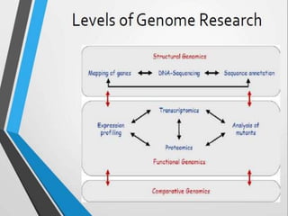 Functional genomics | PPTX