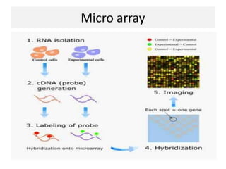 Functional genomics | PPT