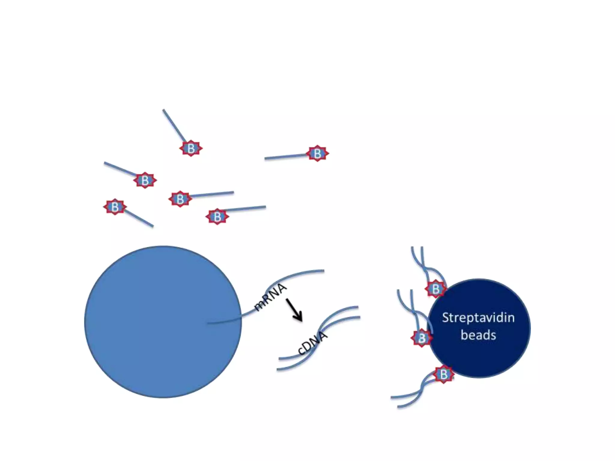 Functional Genomics Ppt