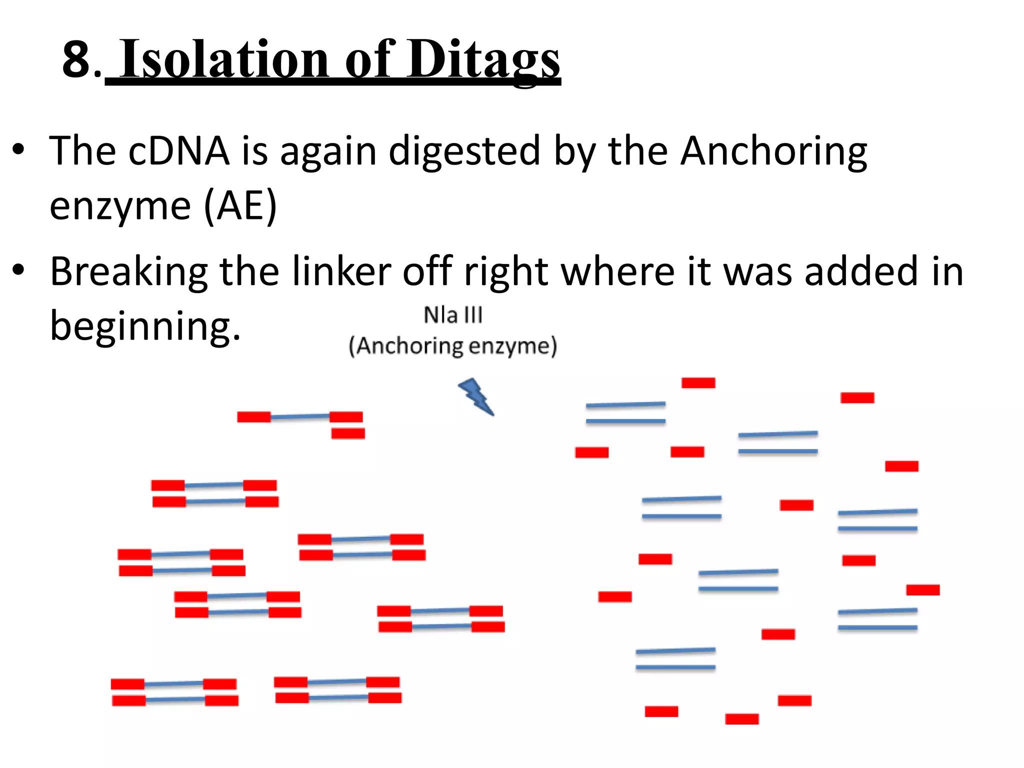 Functional Genomics Ppt