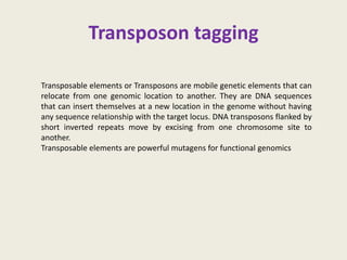 Functional genomics, a conceptual approach | PPTX