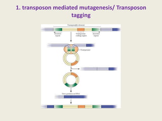 Functional genomics, a conceptual approach | PPTX