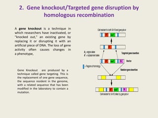 Functional genomics, a conceptual approach | PPTX