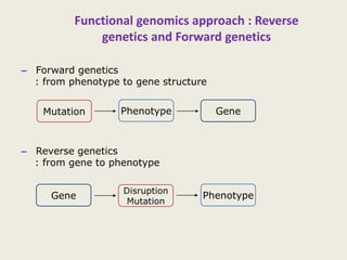 Functional genomics, a conceptual approach | PPTX