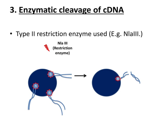 Functional genomics | PPTX