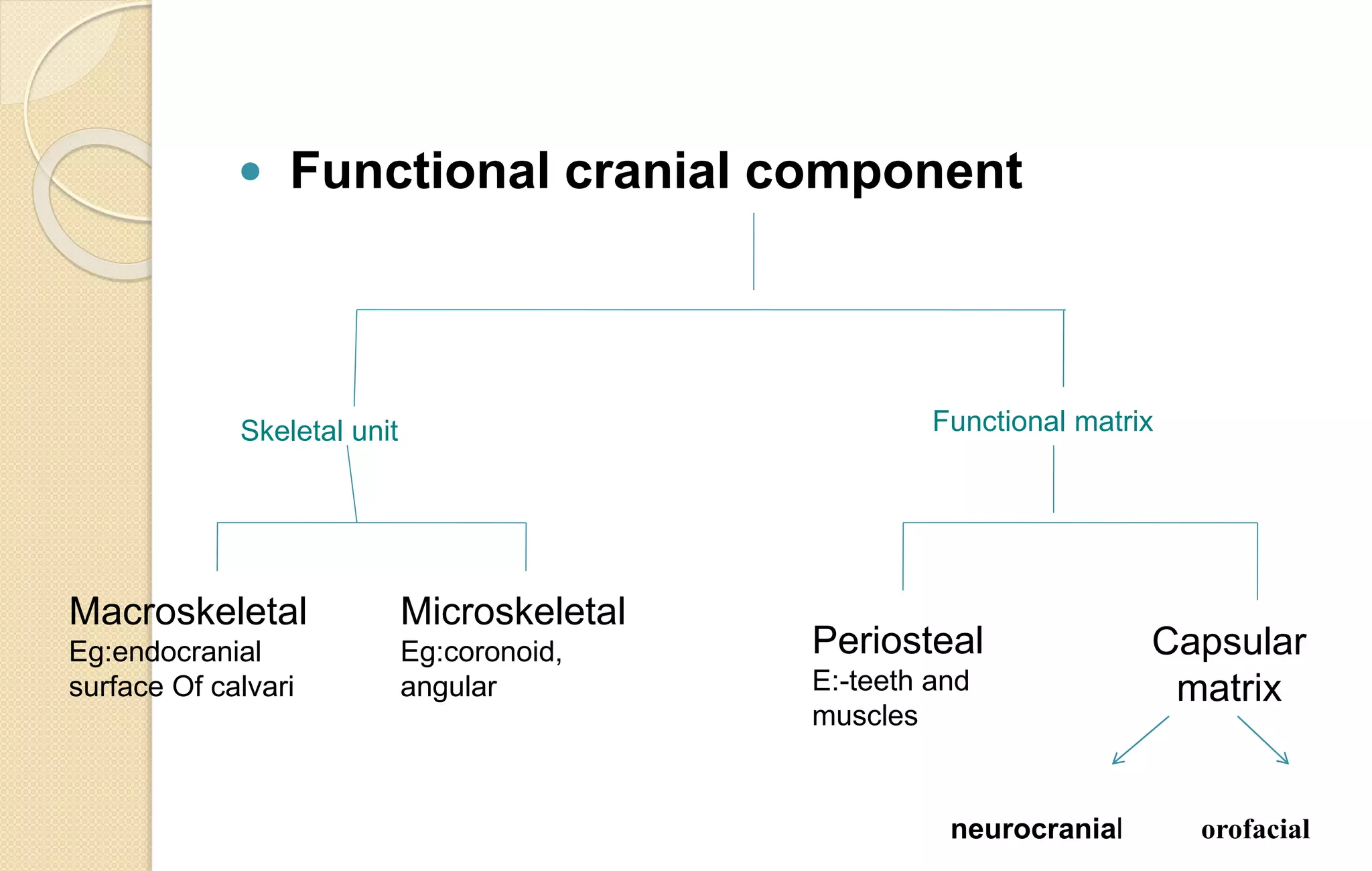 Functional matrix revisited | PPTX