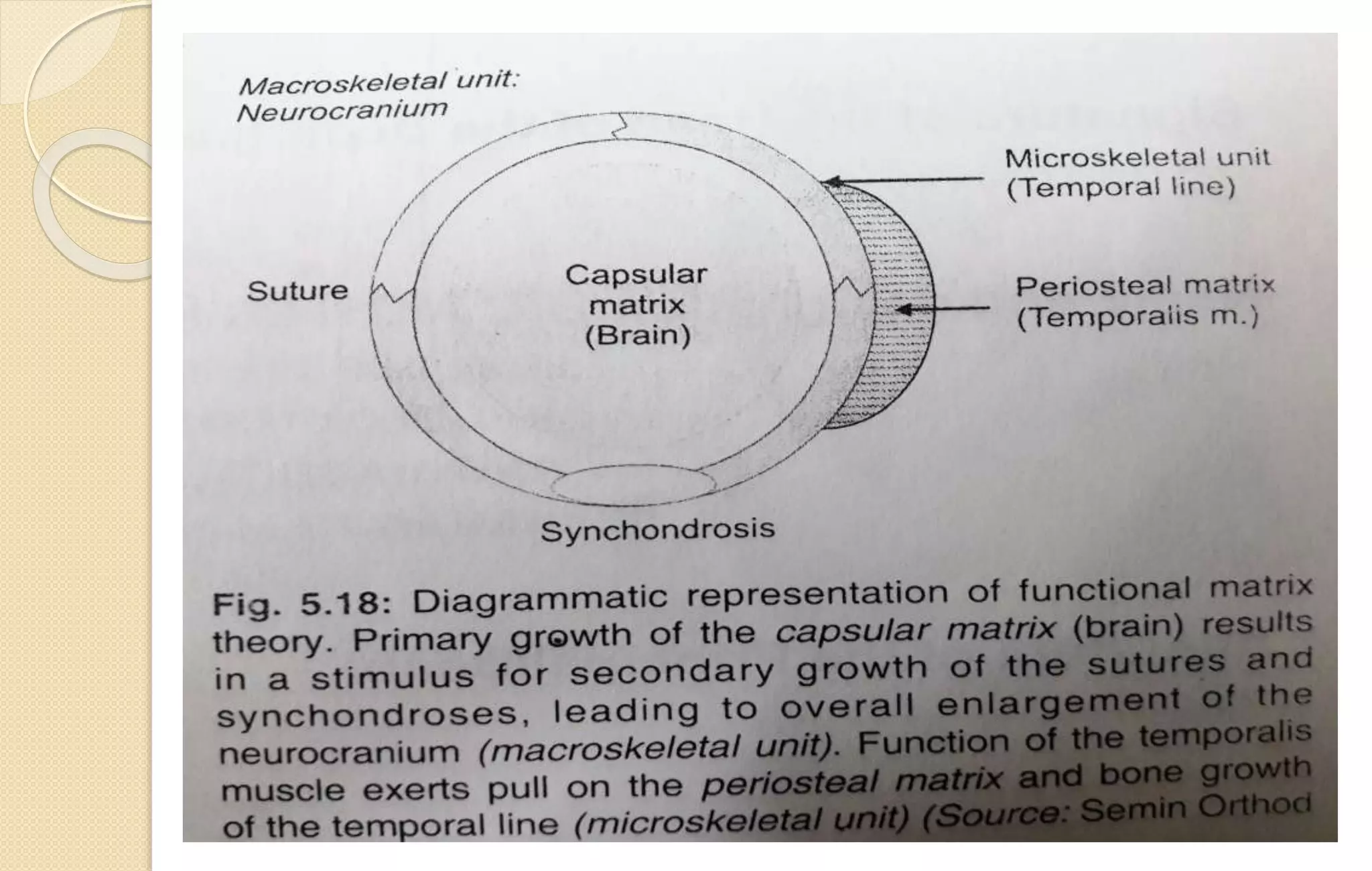 Functional matrix revisited | PPTX