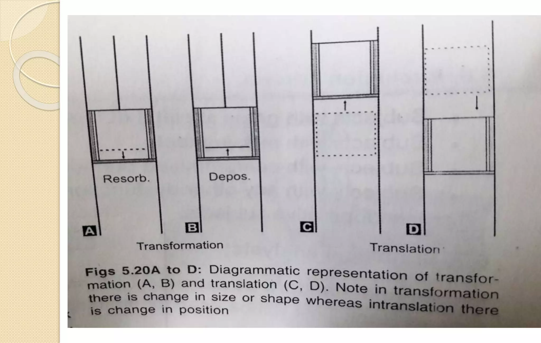 Functional matrix revisited | PPTX